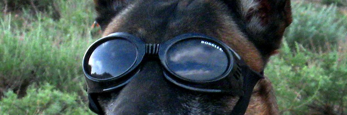 How a study on dog ESP led to the development of the military's psychic ...