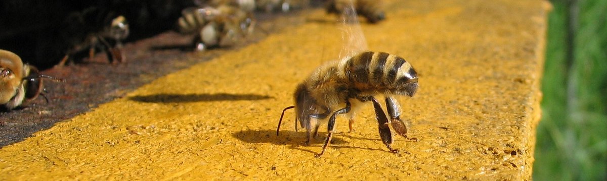 We're better at tracking the deaths of bees than people who die in ...