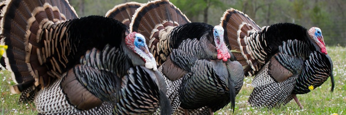 Giving thanks to those who make FOIA possible • MuckRock